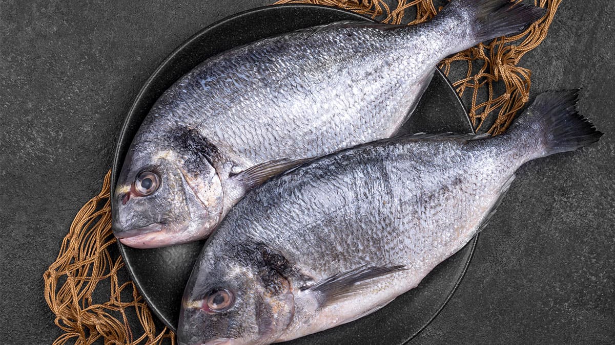 Conoce el proyecto para la preservación de la totoaba